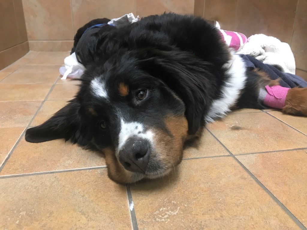 What Happens When A Dog Eats A Toothpick