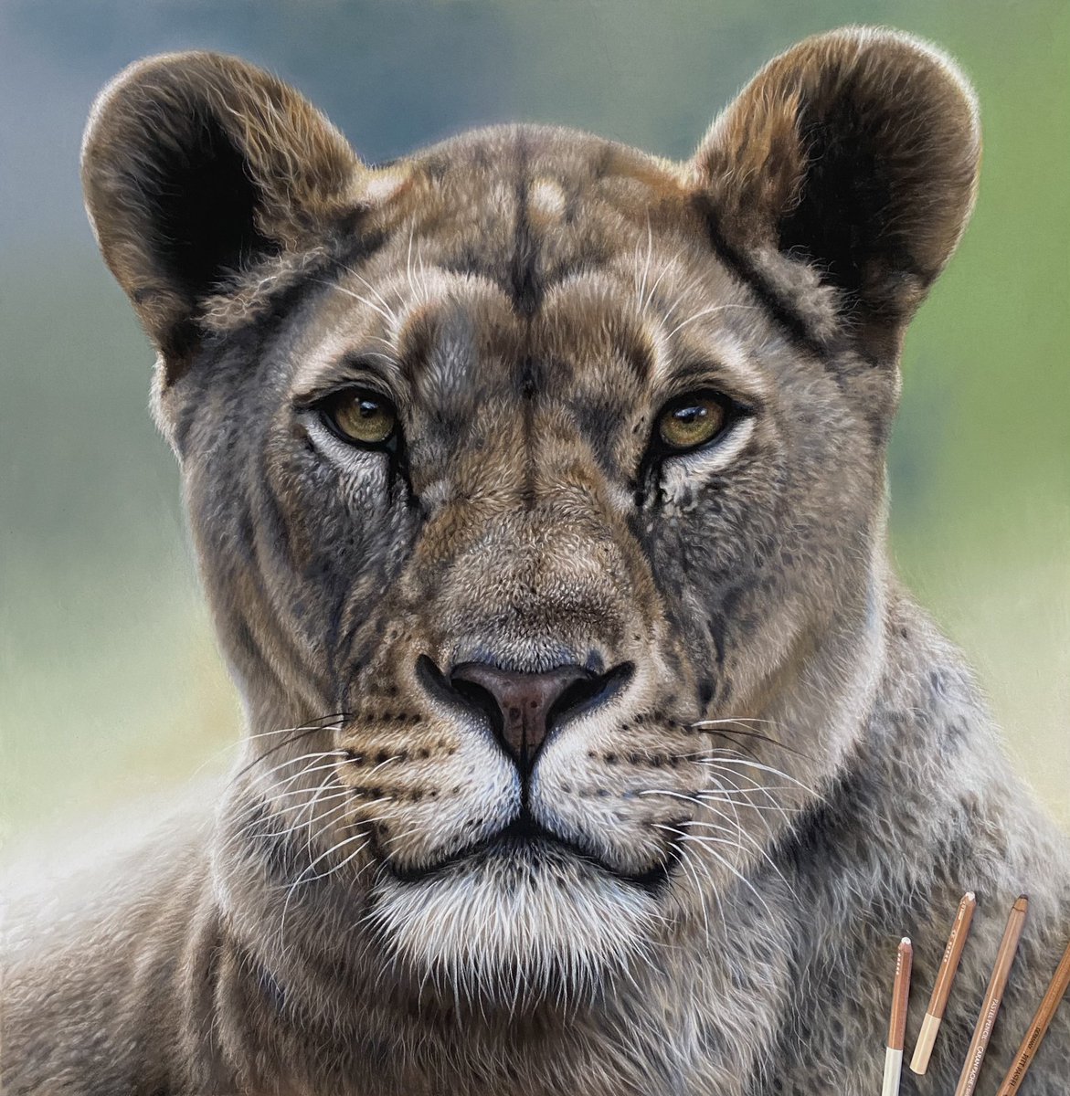 How To Draw A Realistic Lioness