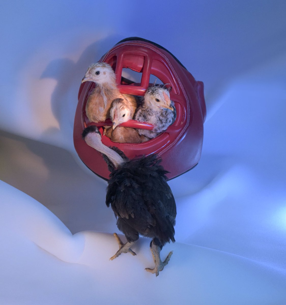 natalia goryacheva (@goryachiy_pirog) | Twitter