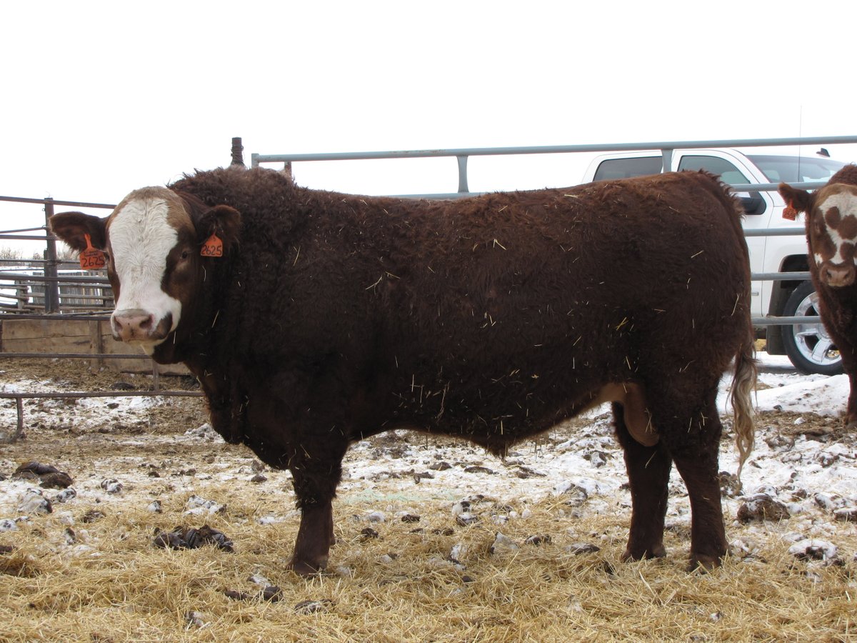 Red Simmental Bulls