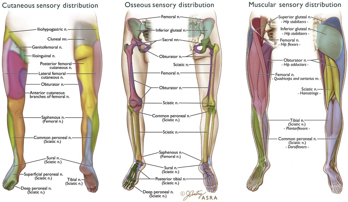 Sciatic Nerve Dermatome