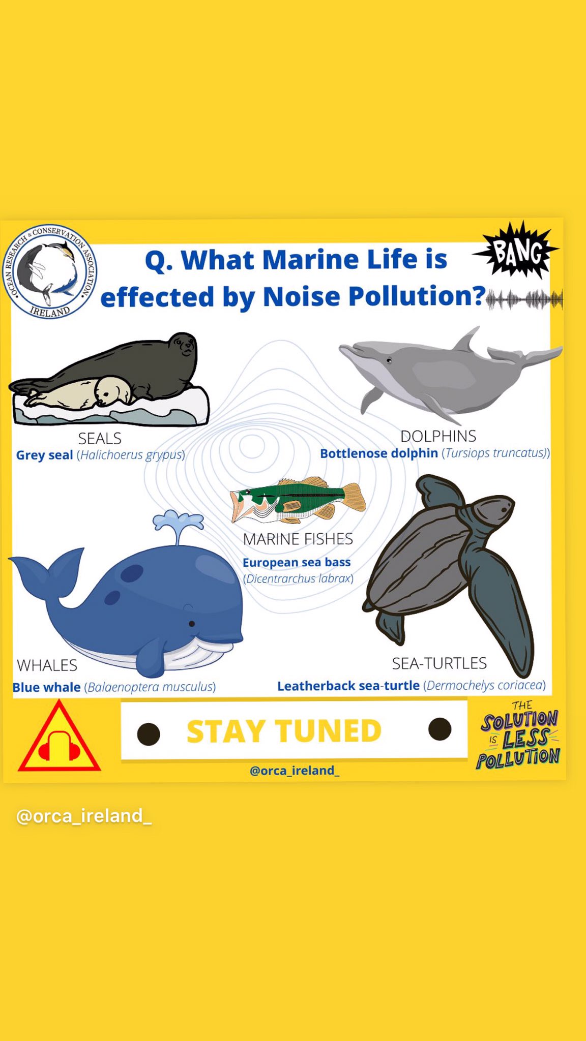 Noise Pollution Animals