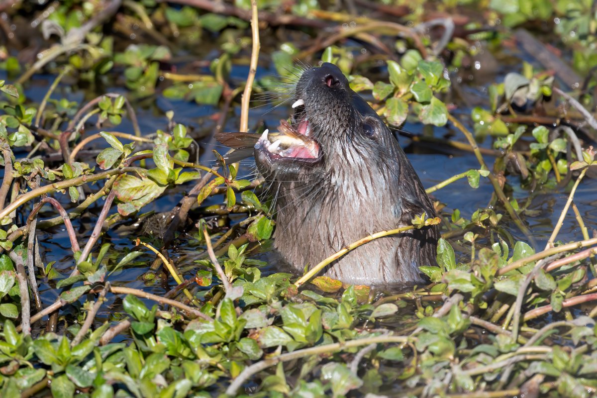 Otters at Yolo Bypass | Jonathan Eisen