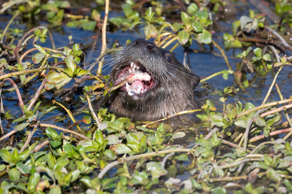 Otters at Yolo Bypass | Jonathan Eisen