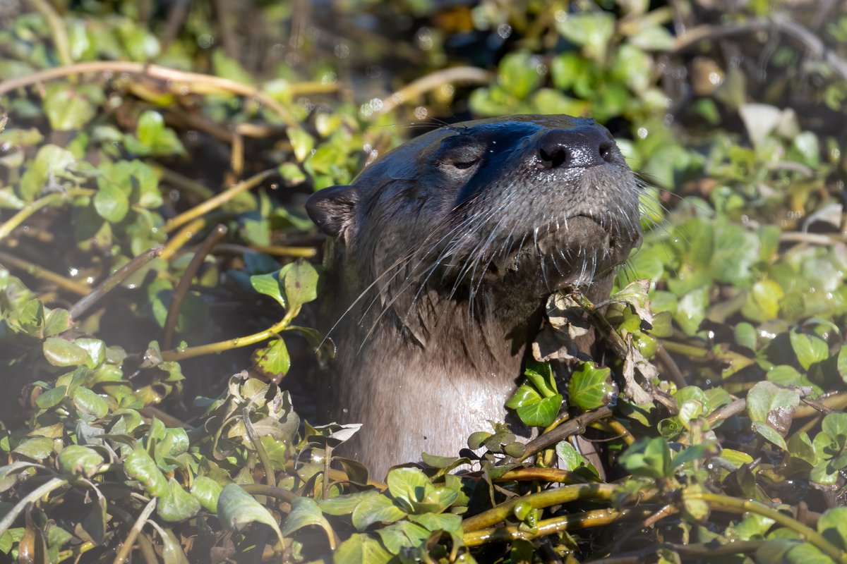 Otters at Yolo Bypass | Jonathan Eisen