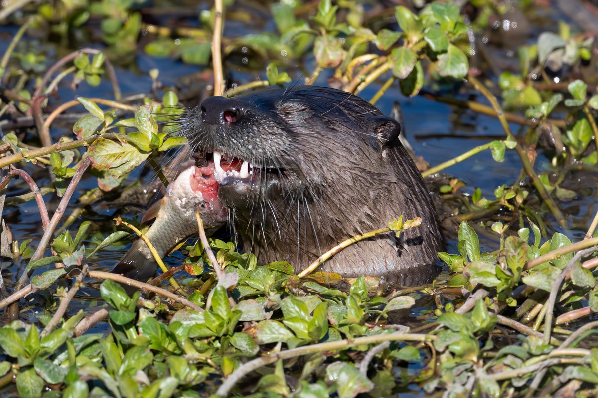 Otters at Yolo Bypass | Jonathan Eisen