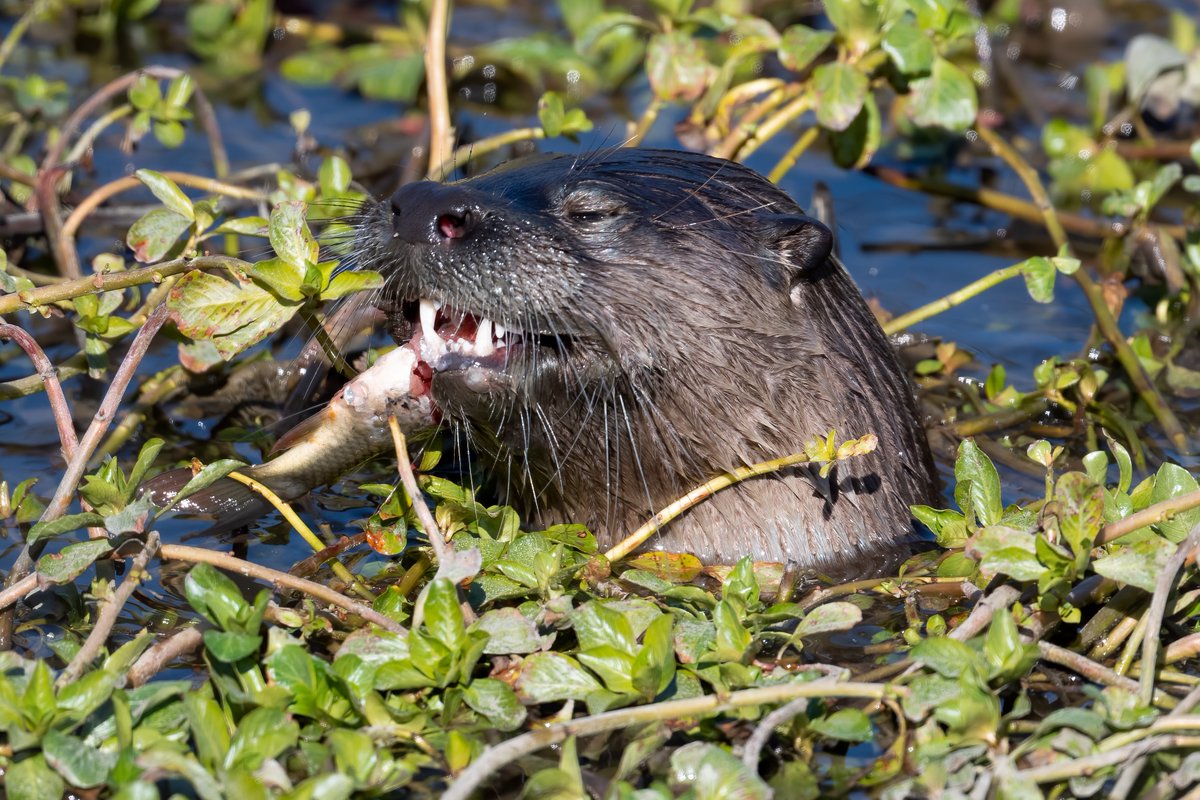 Otters at Yolo Bypass | Jonathan Eisen
