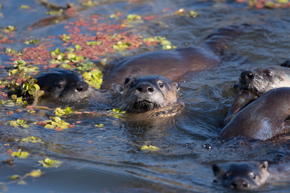 Otters at Yolo Bypass | Jonathan Eisen