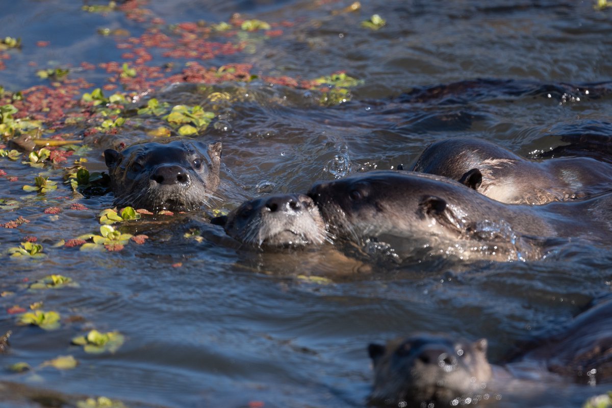 Otters at Yolo Bypass | Jonathan Eisen