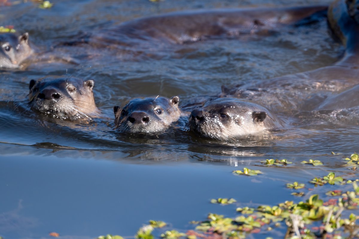 Otters at Yolo Bypass | Jonathan Eisen