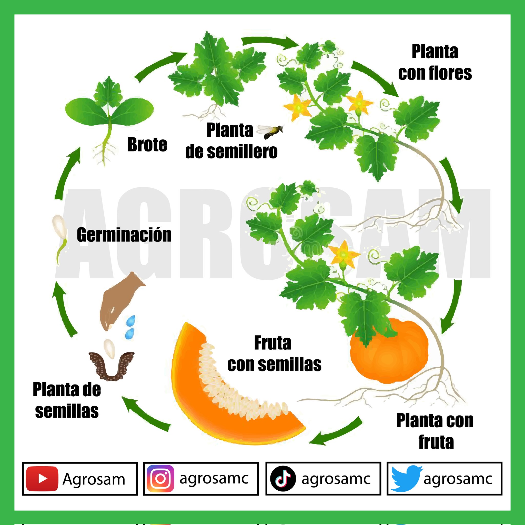 Etapas De Crecimiento De Las Plantas De Calabaza
