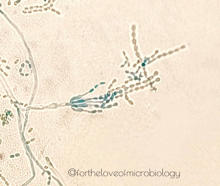 Paecilomyces Variotii