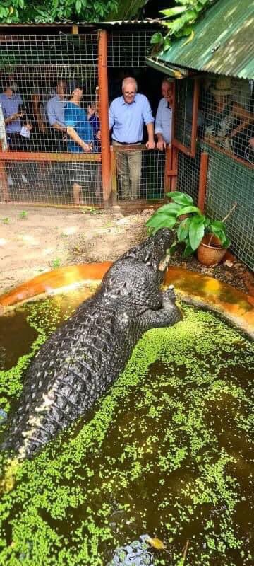 Alligator Brain Size