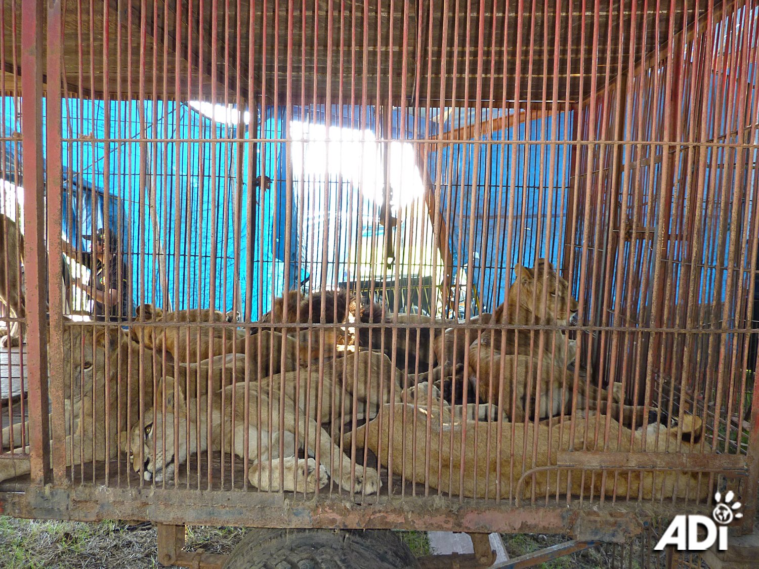 Circus Animals In Cages
