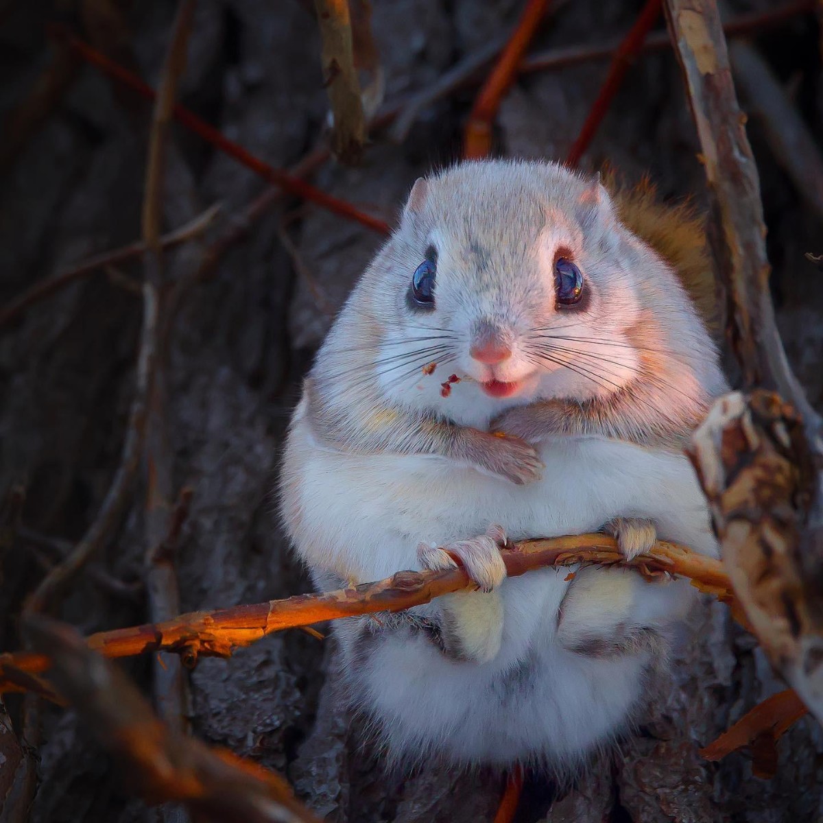 Japanese Flying Squirrel Wallpaper