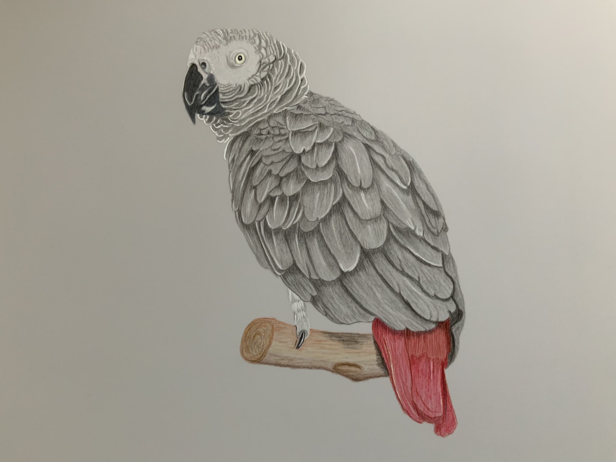 African Grey Parrot Drawing