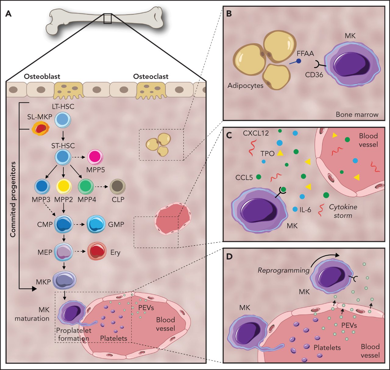 Hematopoiesis Bone Marrow