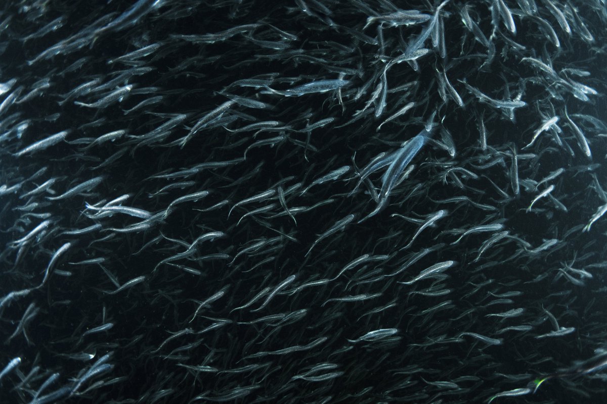 Real Zombie Fish In Ocean