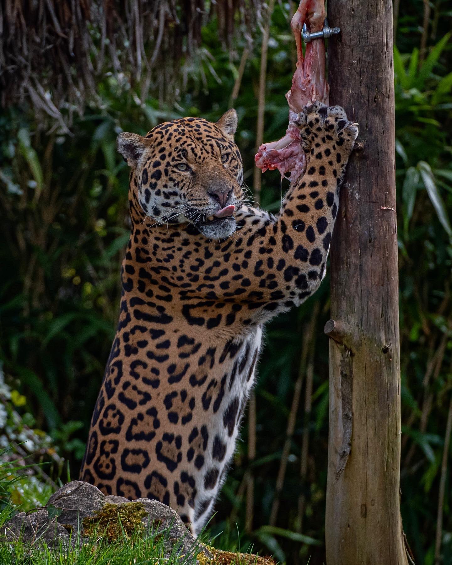 Jaguar Climbing Tree