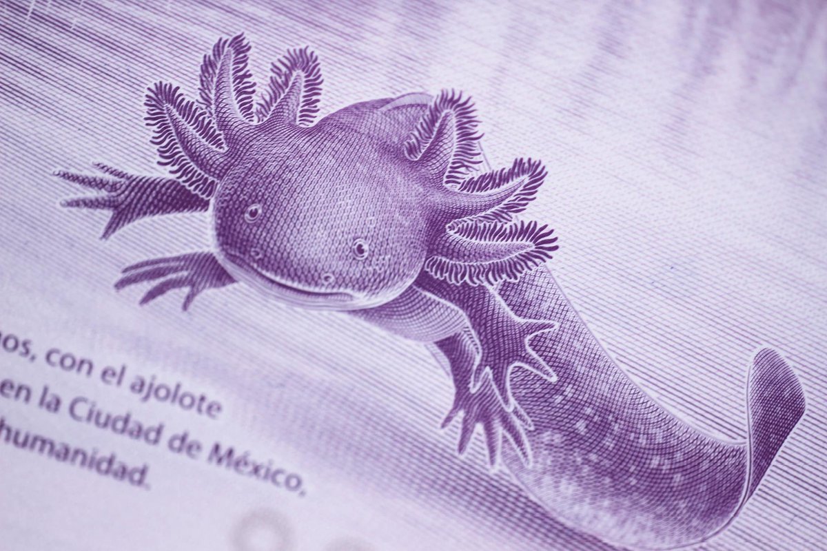 Immortal Axolotl Club (@IAXC_official) | Twitter