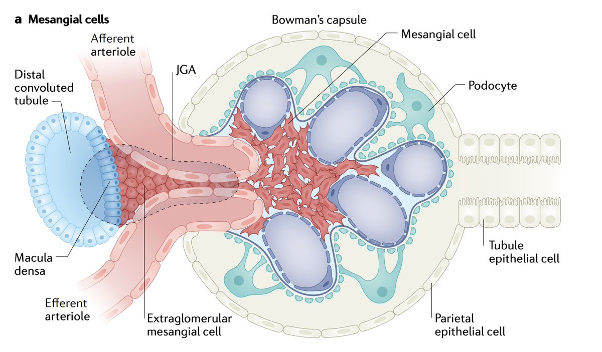 Mesangial Cells