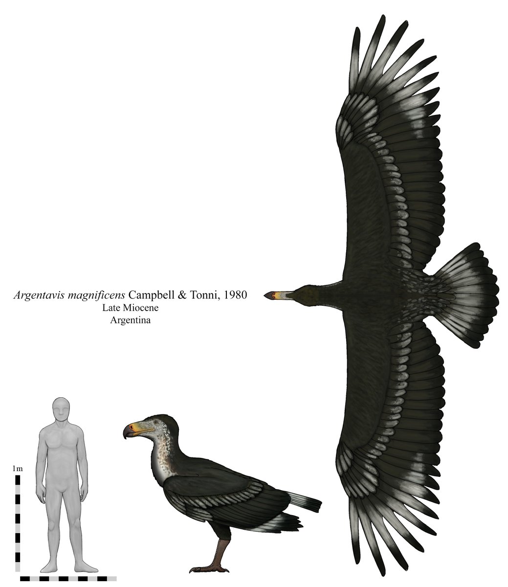 Argentavis Size