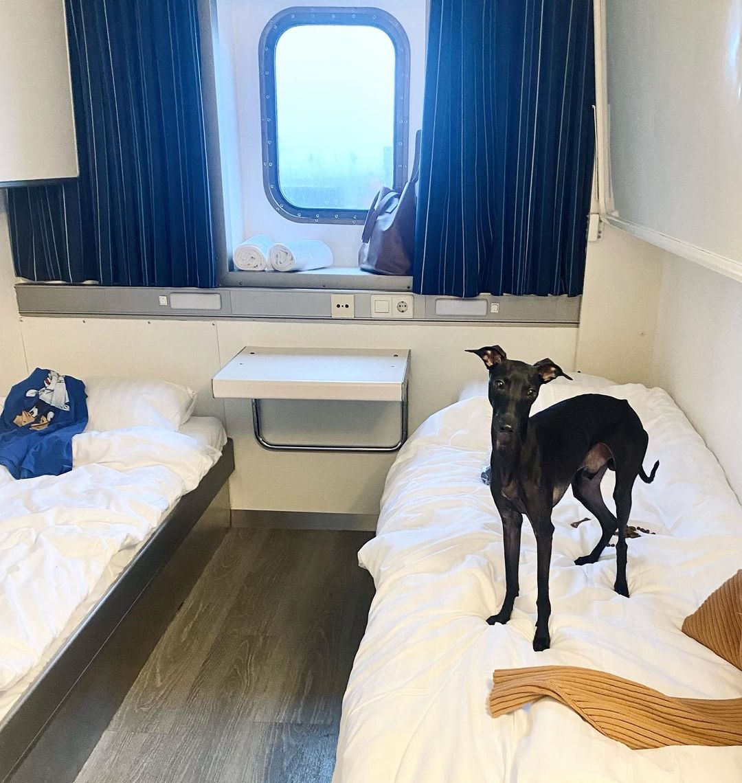Can Dogs Go On Dfds Ferries