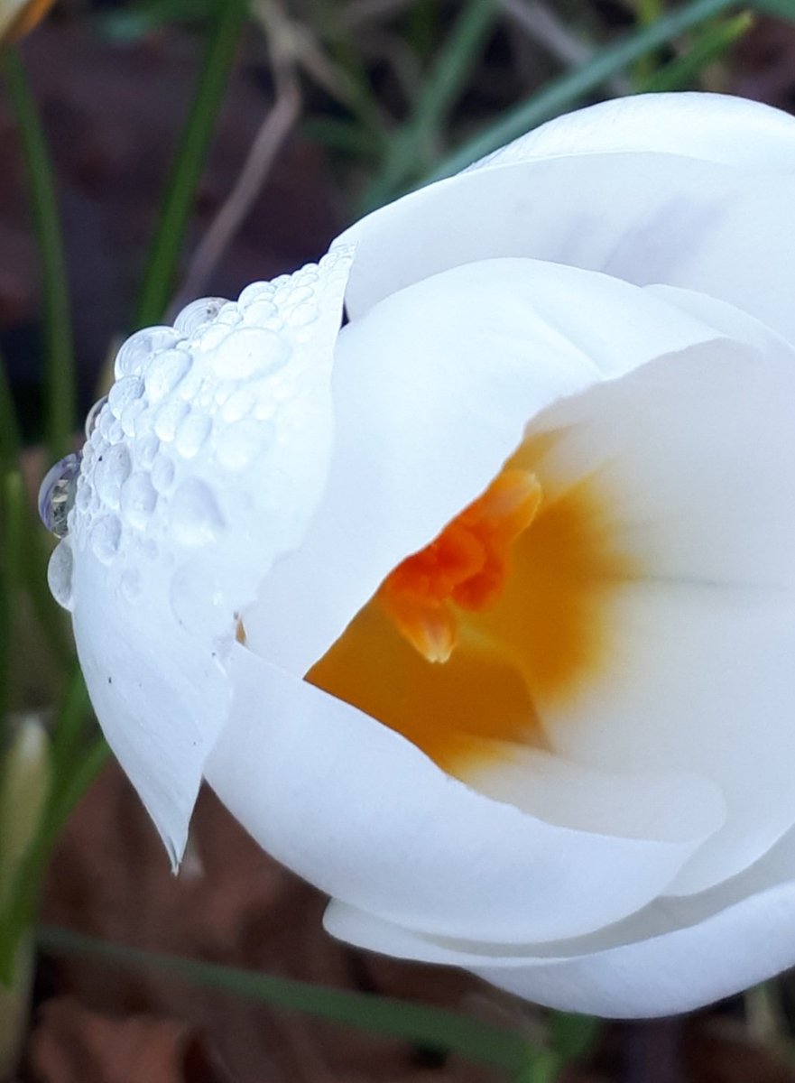 Lulet E Para Te Pranveres