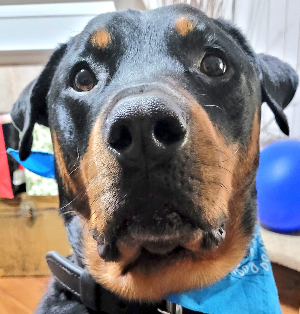 Blue Eyed Rottweiler Mix