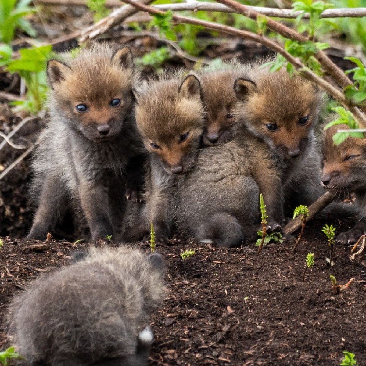 Baby Fox Cubs