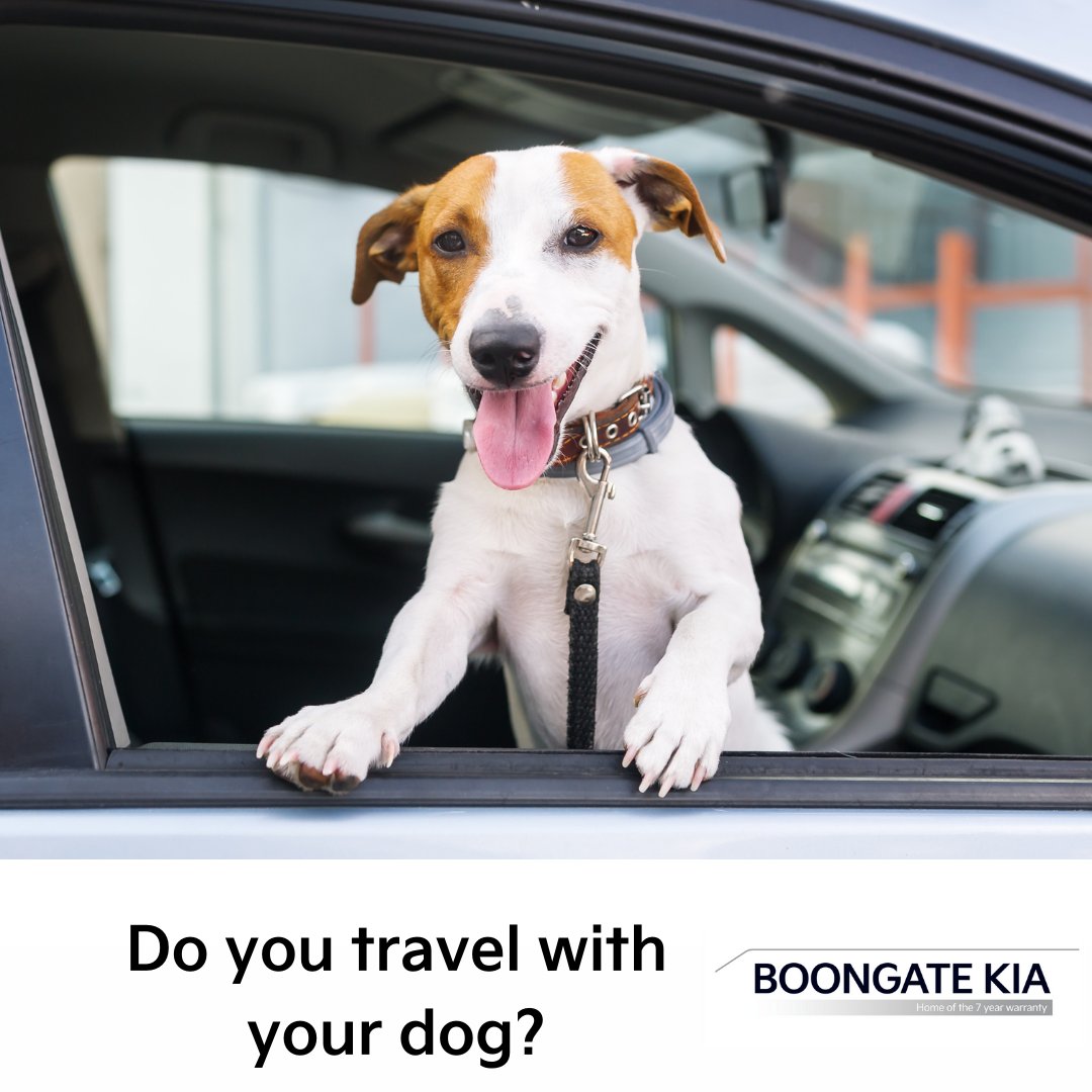 Can You Leave A Dog In A Cold Car