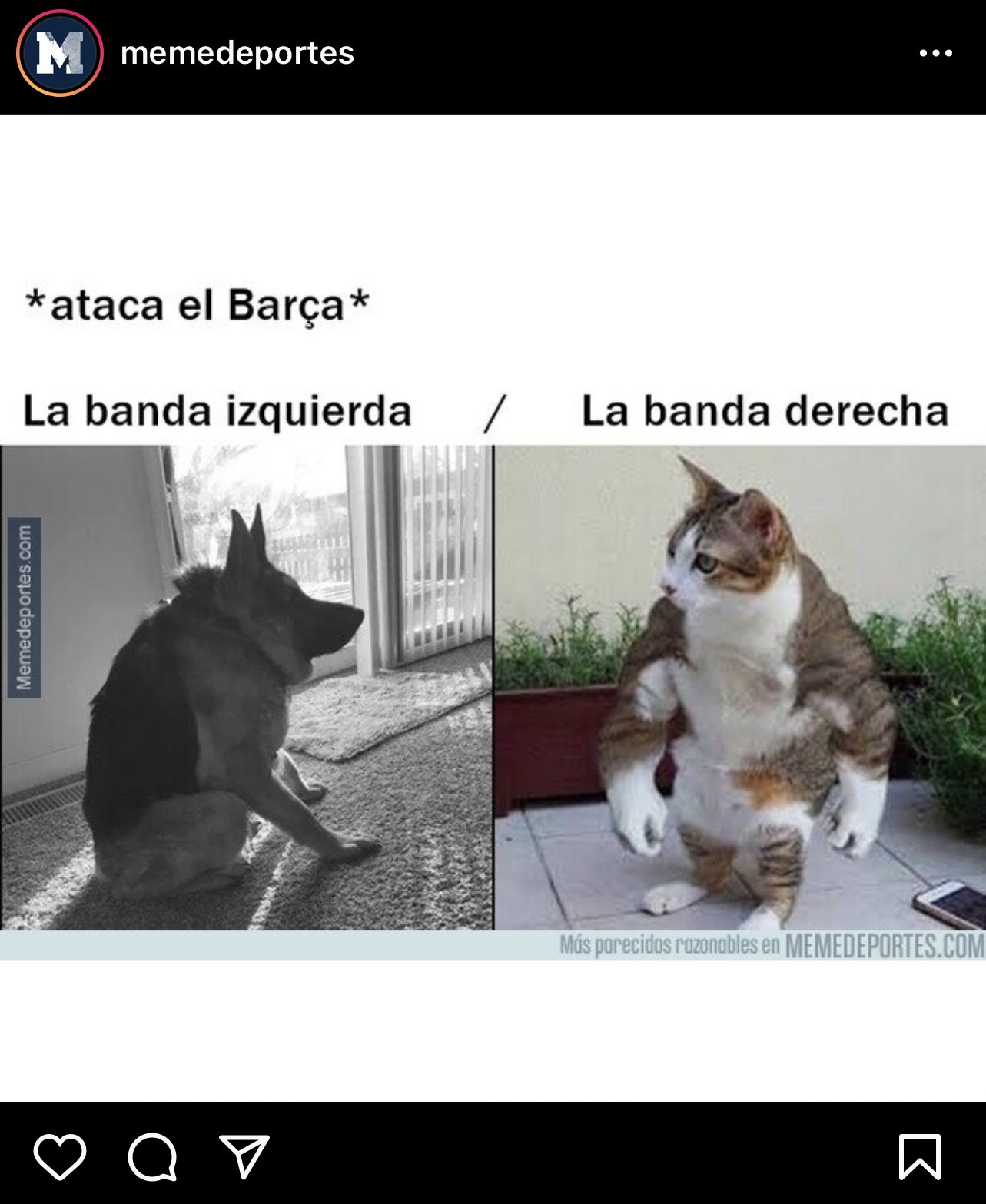 Perro Y Gato Memes