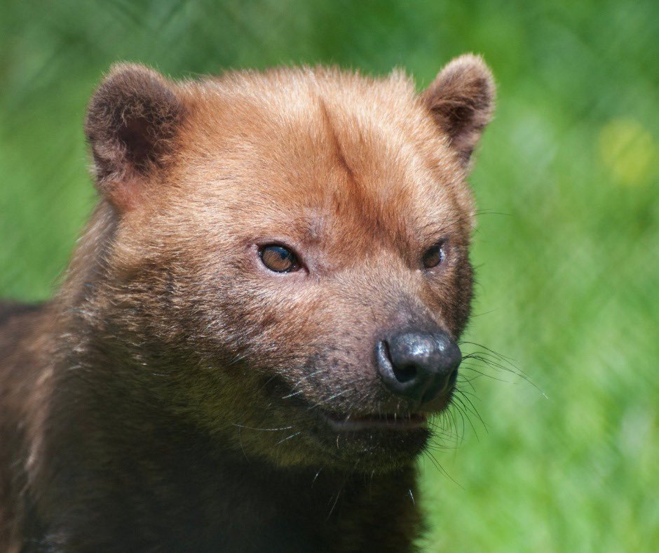 Animals In The Canidae Family