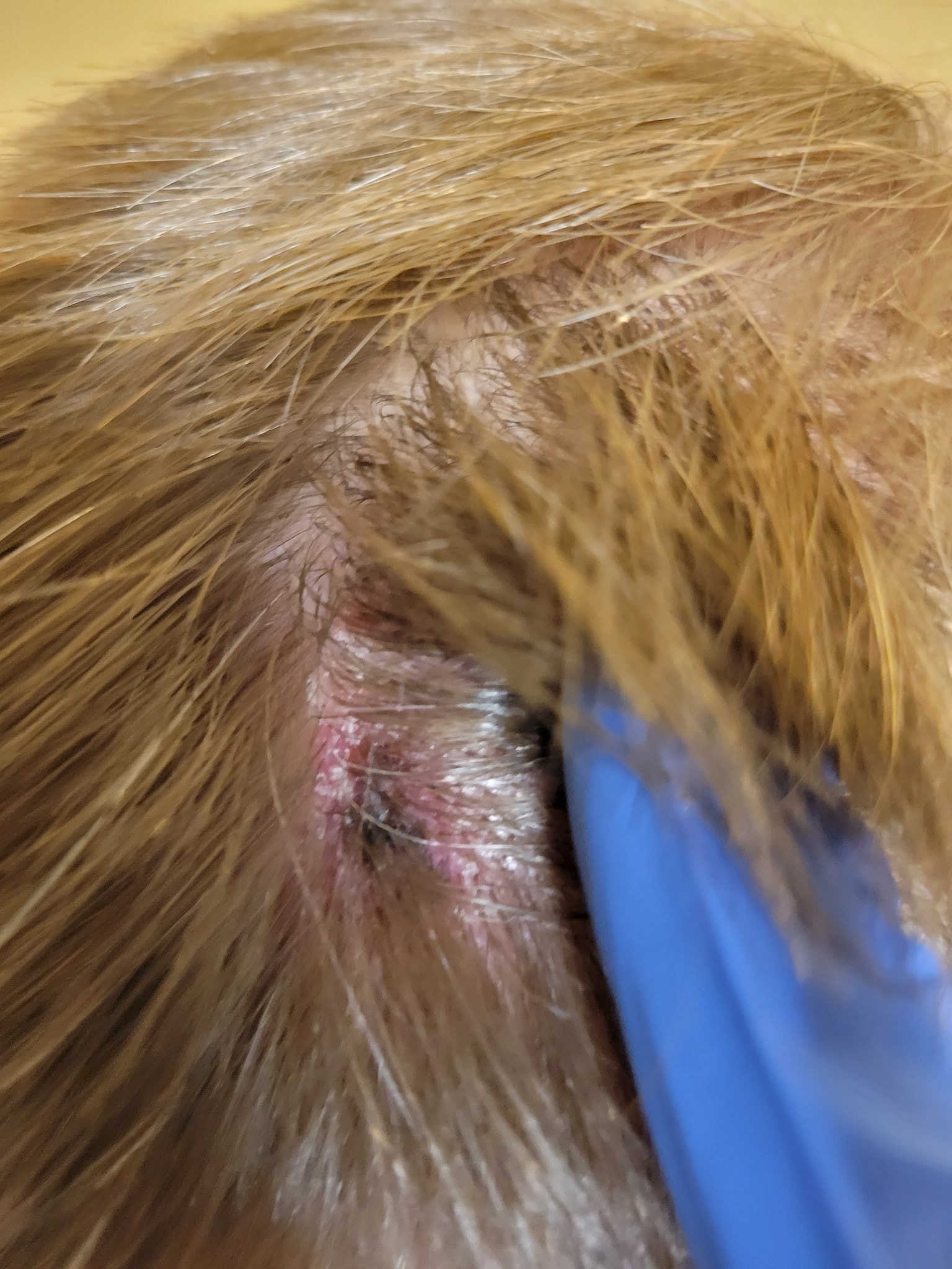 Brown Recluse Spider Bite On Dog
