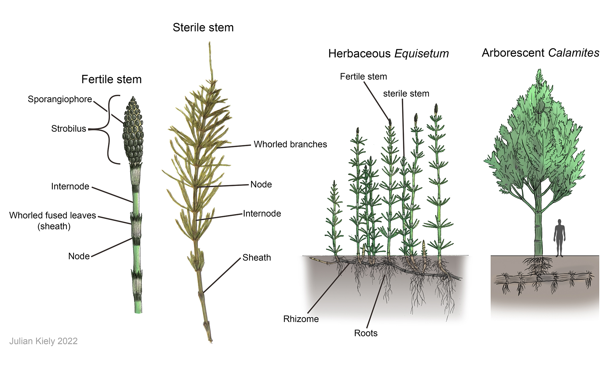 Equisetum Labeled