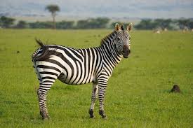 Names of animals in Gìkūyū Mammals Njogu- Elephant Mbogo- Buffalo Huria ...