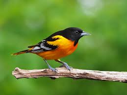 Names of animals in Gìkūyū Mammals Njogu- Elephant Mbogo- Buffalo Huria ...