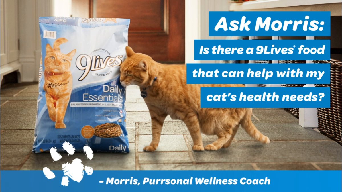 Morris The Cat 9 Lives