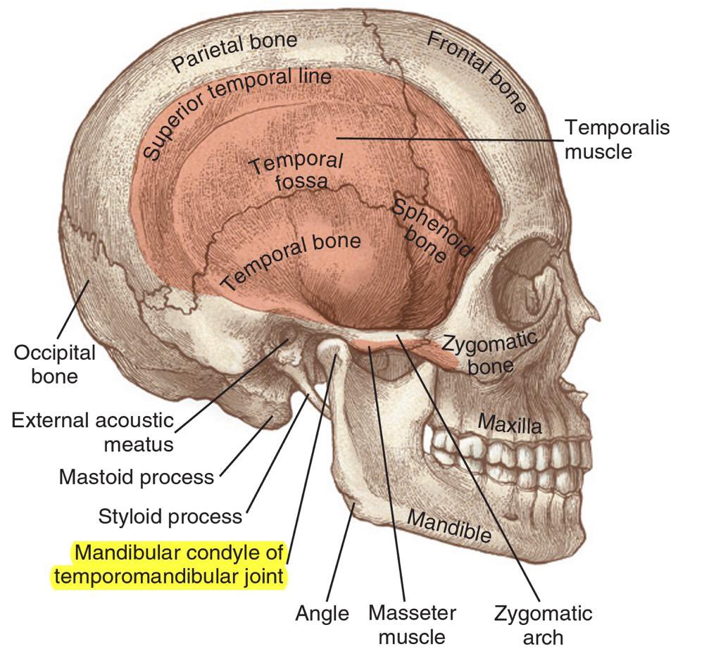 Mandibular Fossa