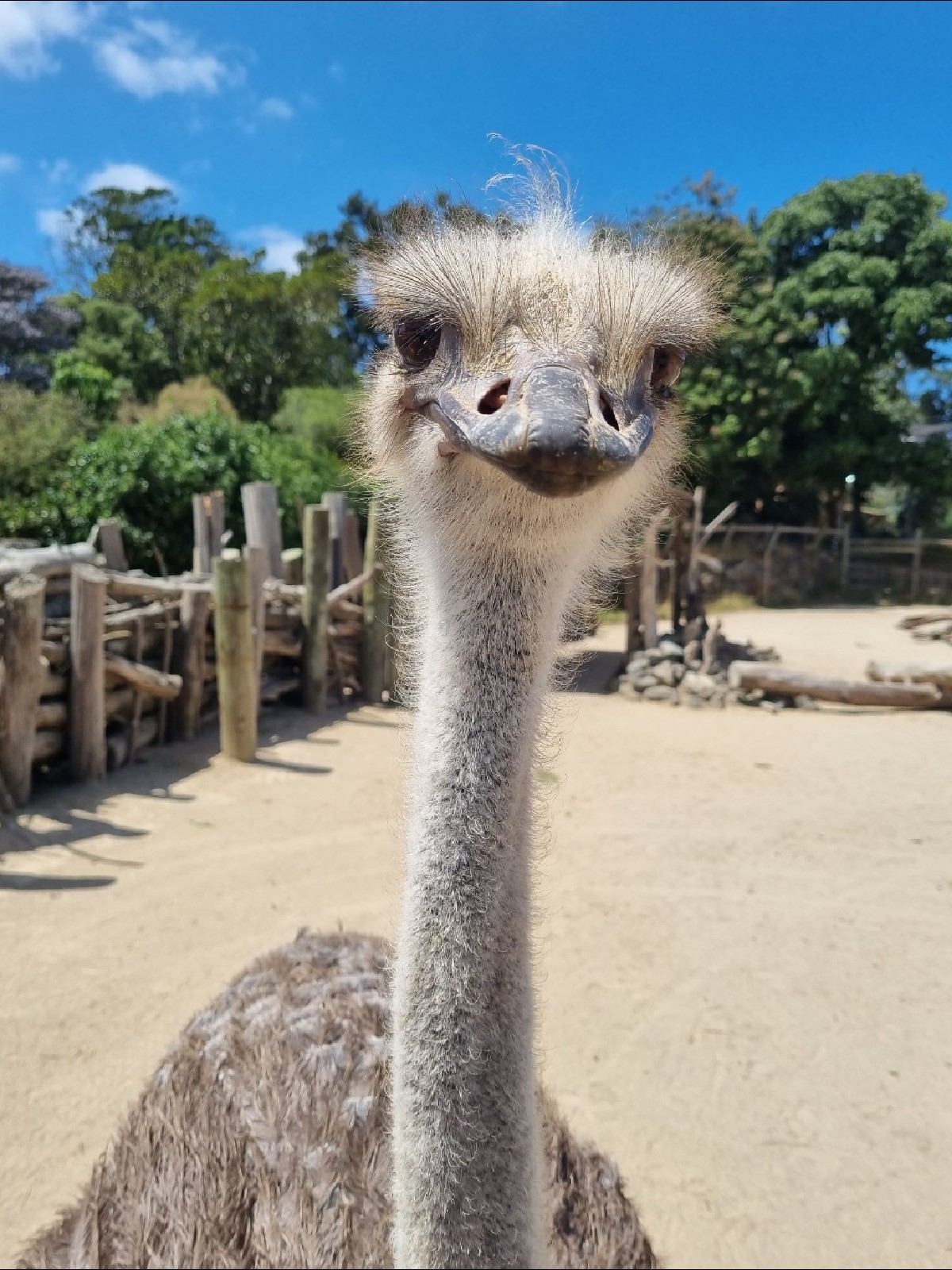 Two Feet Of An Animal With Toes