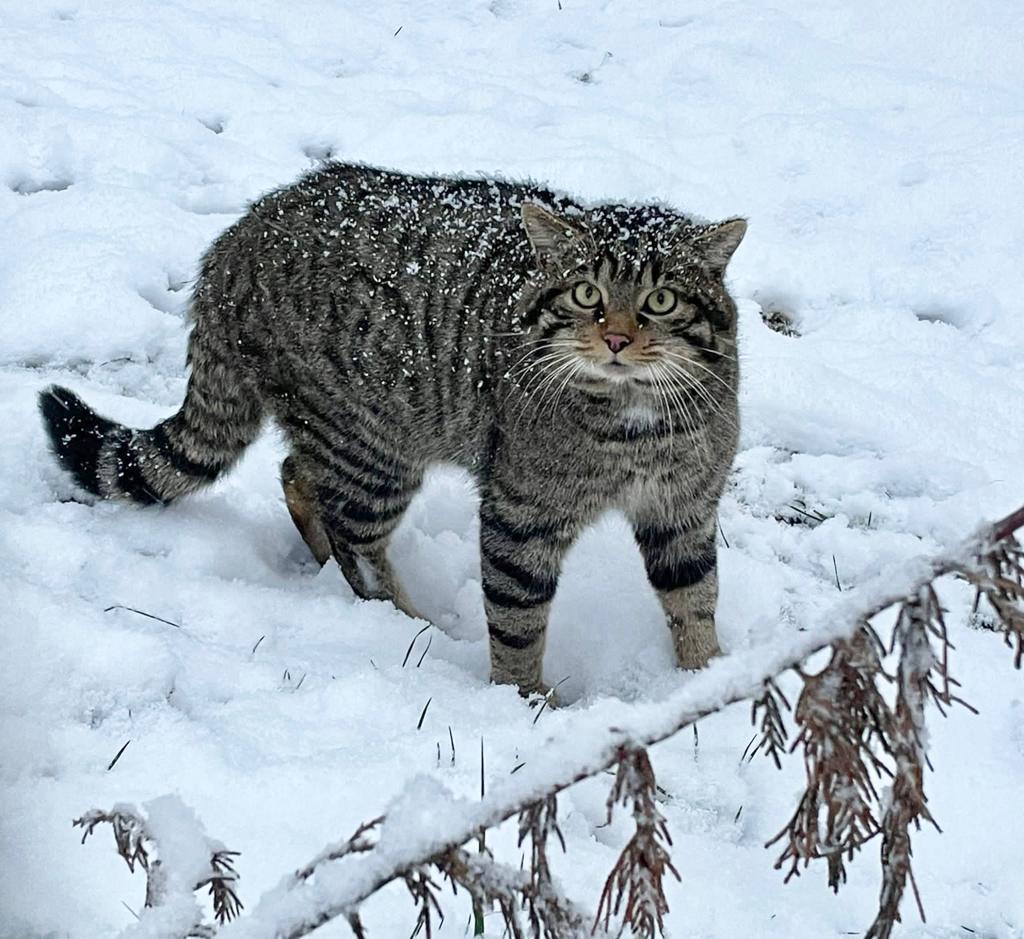 Scottish Wildcat Snow