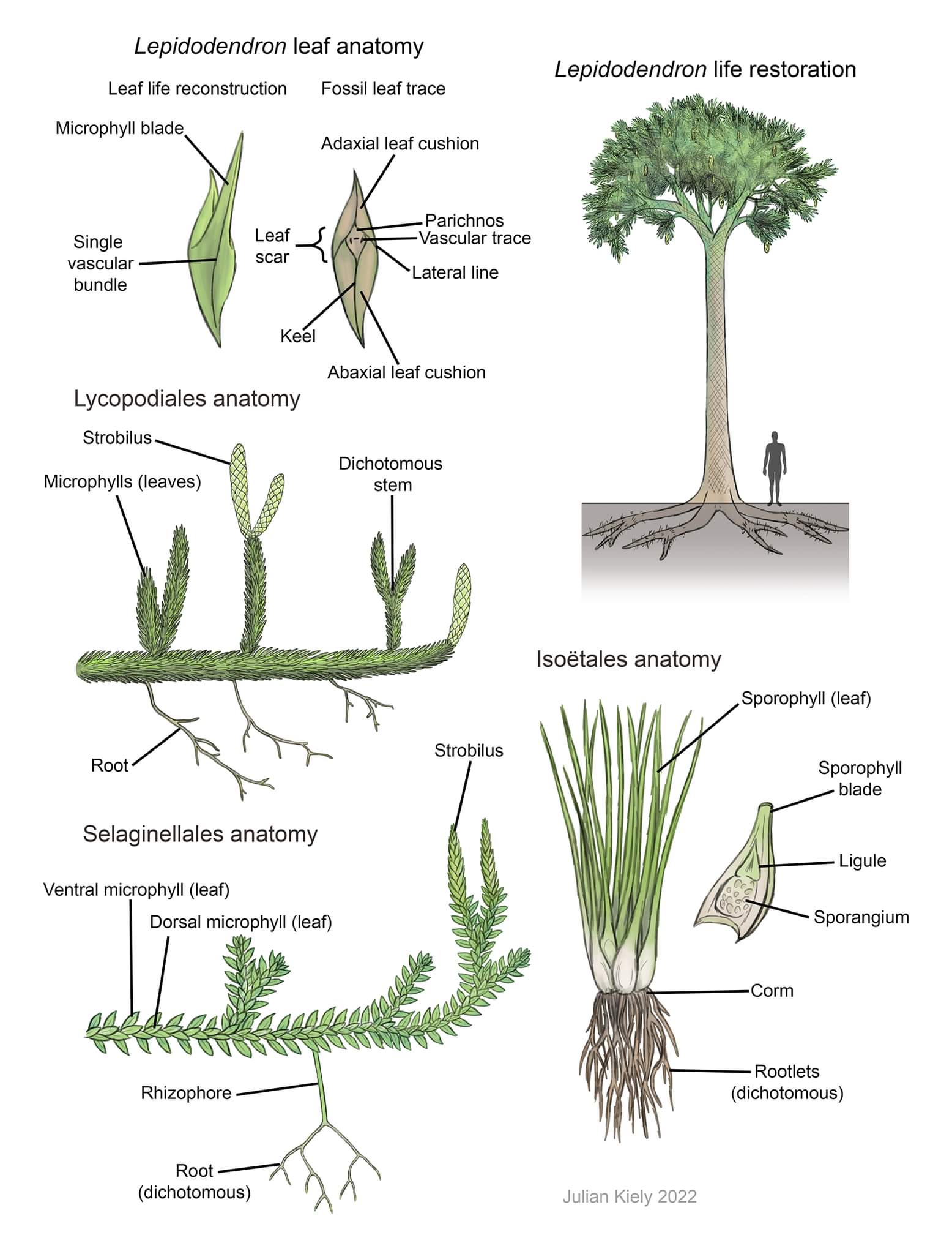 Lycopodium Life Cycle
