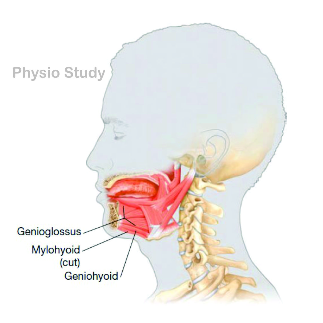 Mylohyoid