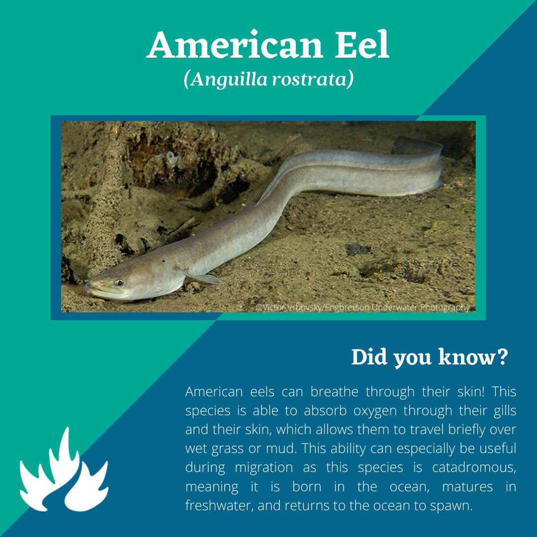 American Eel Migration