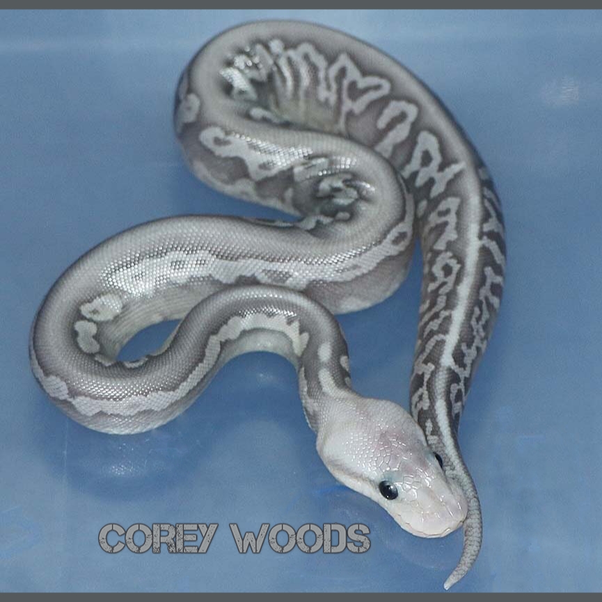 Red Axanthic Ball Python