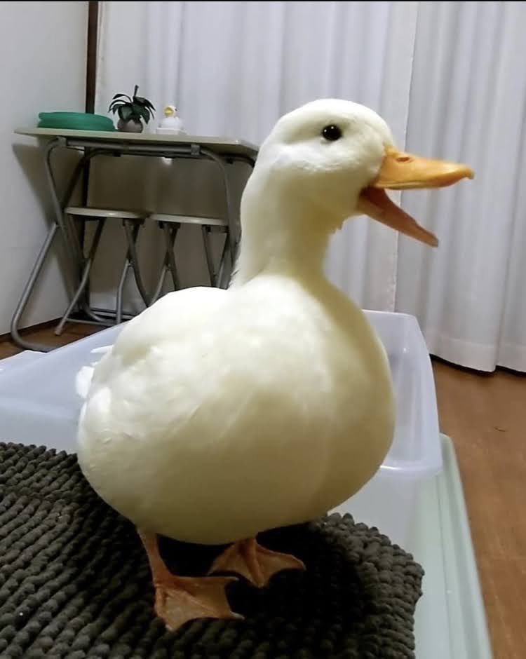 Duck Quacking