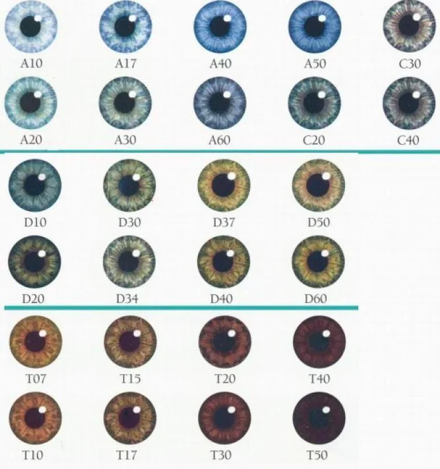 Different Types Of Eyes Colors