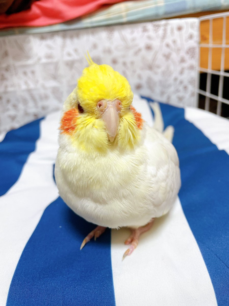 ぽきょ (@simasima_sox) | Twitter