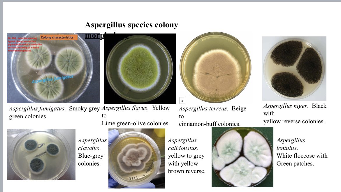 Aspergillus Colony