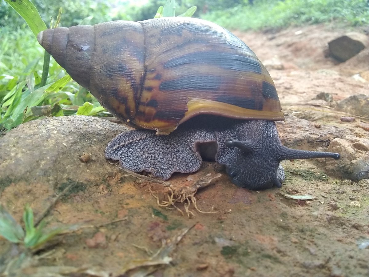 Giant Tiger Snail